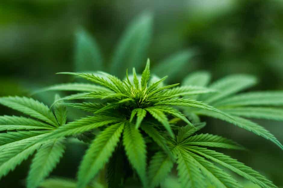 Medical Marijuana for Seniors - ROSSS